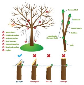 What is Pruning – Importance, methods and Pruning Process | TreeCutPro